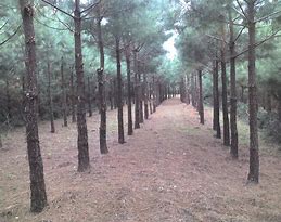 Pines in Lines | Writes of Nature