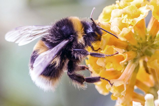 Ain’t Miss Bee Havens | Writes of Nature